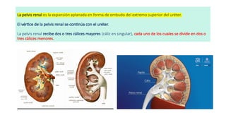 9. Anato. SISTEMA RENAL Y URINARIO (1).pptx