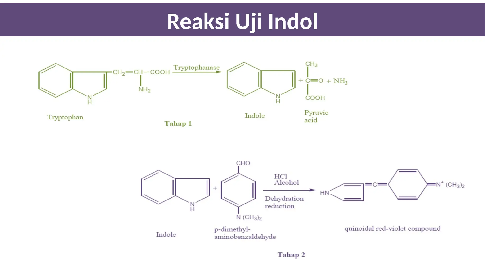 9. UJI IMVIC, uji biokimia untuk identifiksi mikroba.pptx