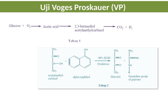 9. UJI IMVIC, uji biokimia untuk identifiksi mikroba.pptx
