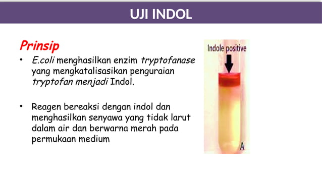 9. UJI IMVIC, uji biokimia untuk identifiksi mikroba.pptx