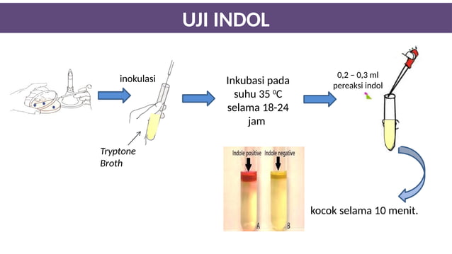 9. UJI IMVIC, uji biokimia untuk identifiksi mikroba.pptx