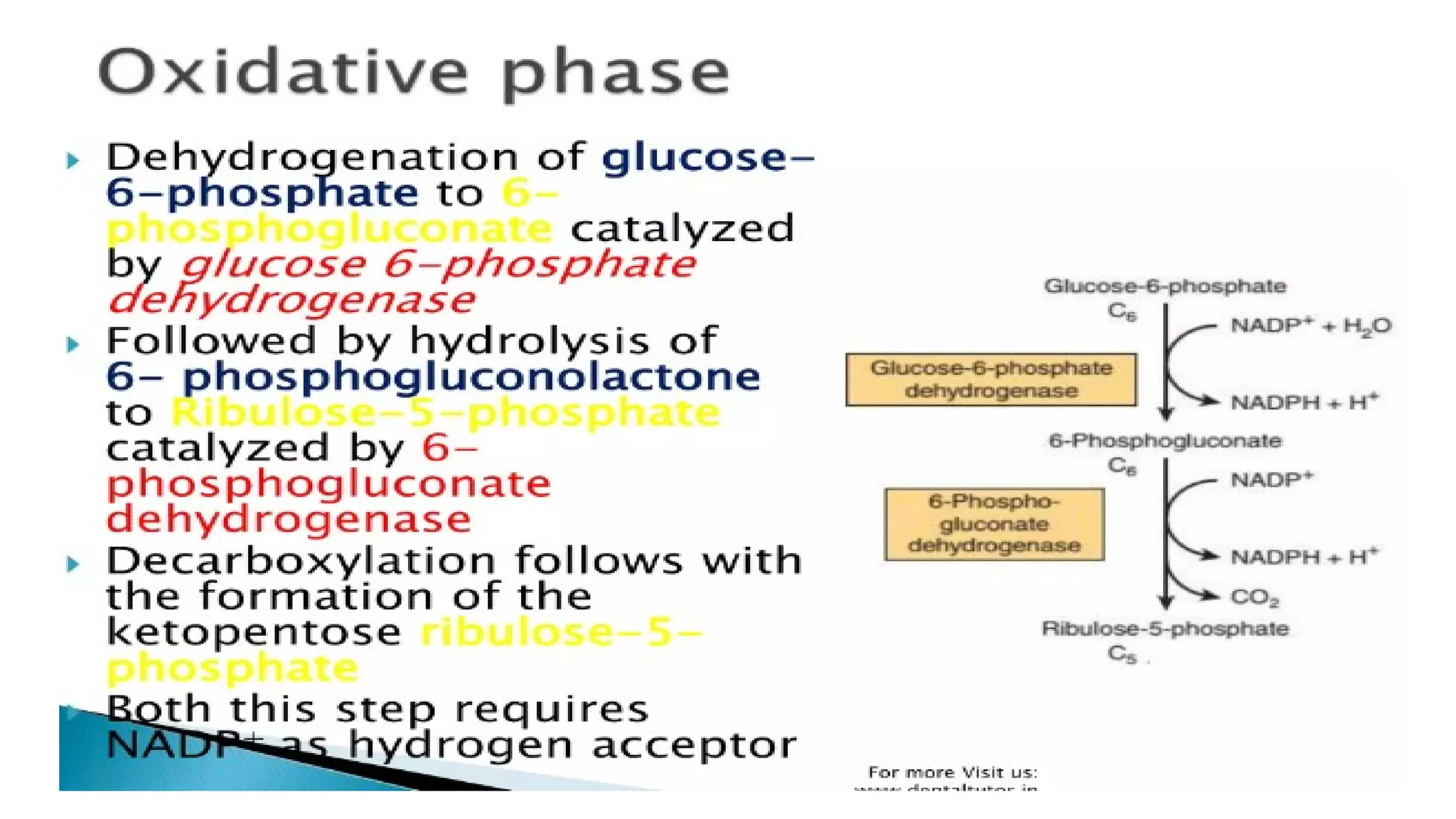 DPT - Biochemistry & Genetics - II (Metabolism of Carbohydrates ...