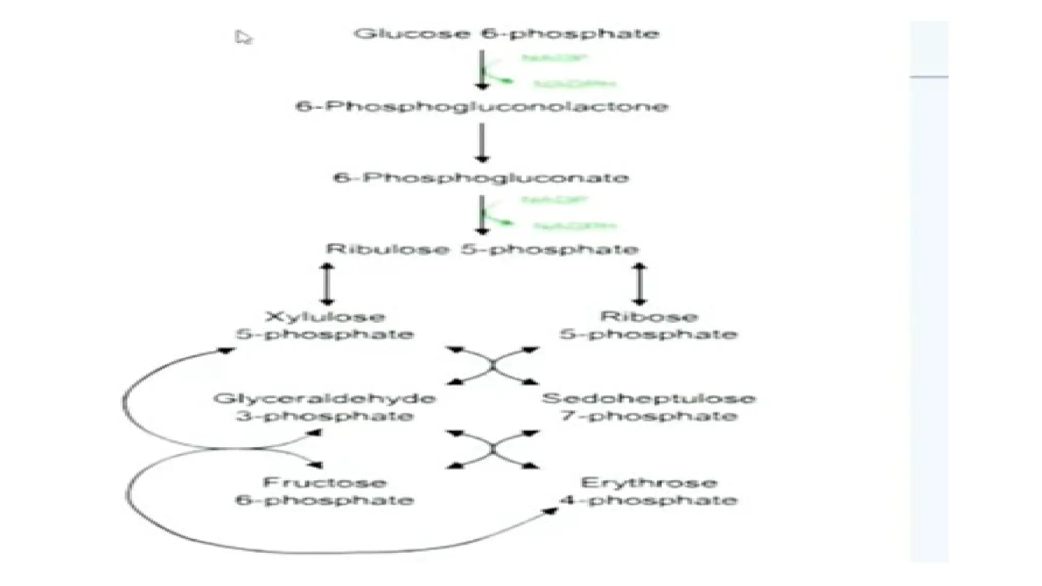 DPT - Biochemistry & Genetics - II (Metabolism of Carbohydrates ...