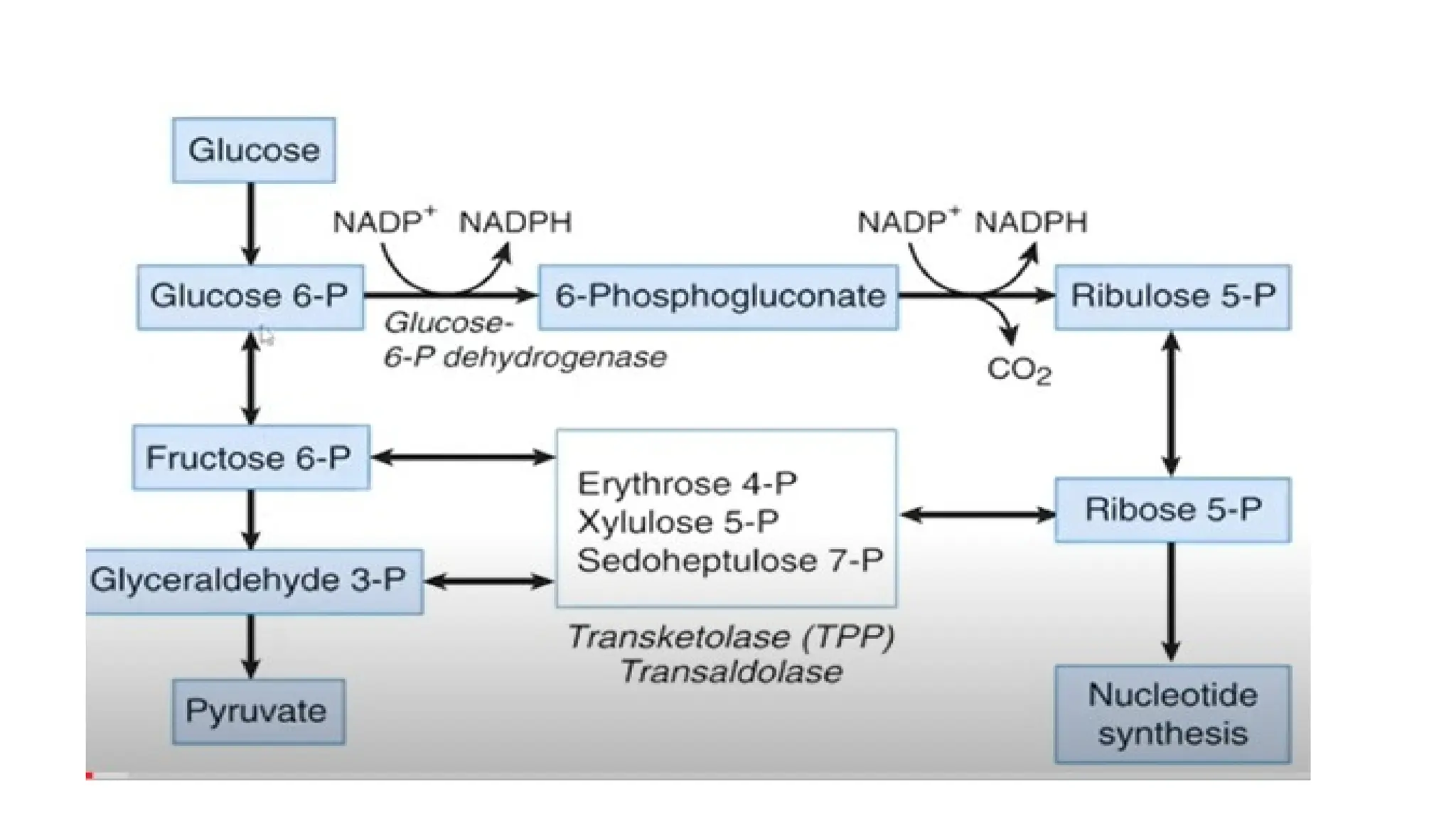 DPT - Biochemistry & Genetics - II (Metabolism of Carbohydrates ...
