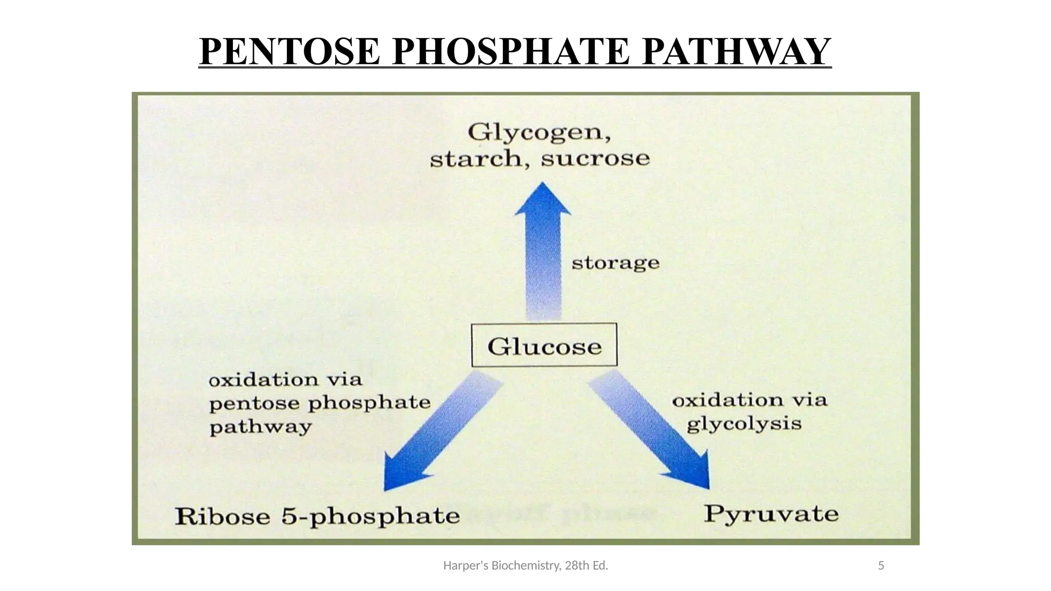 DPT - Biochemistry & Genetics - II (Metabolism of Carbohydrates ...