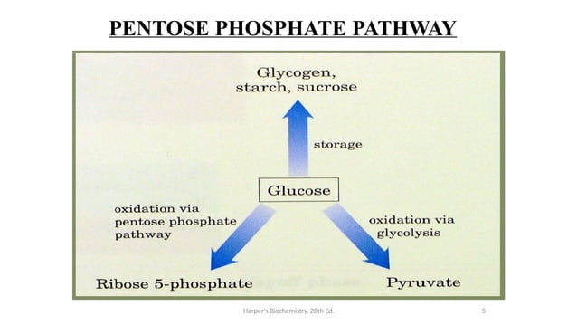 DPT - Biochemistry & Genetics - II (Metabolism of Carbohydrates ...