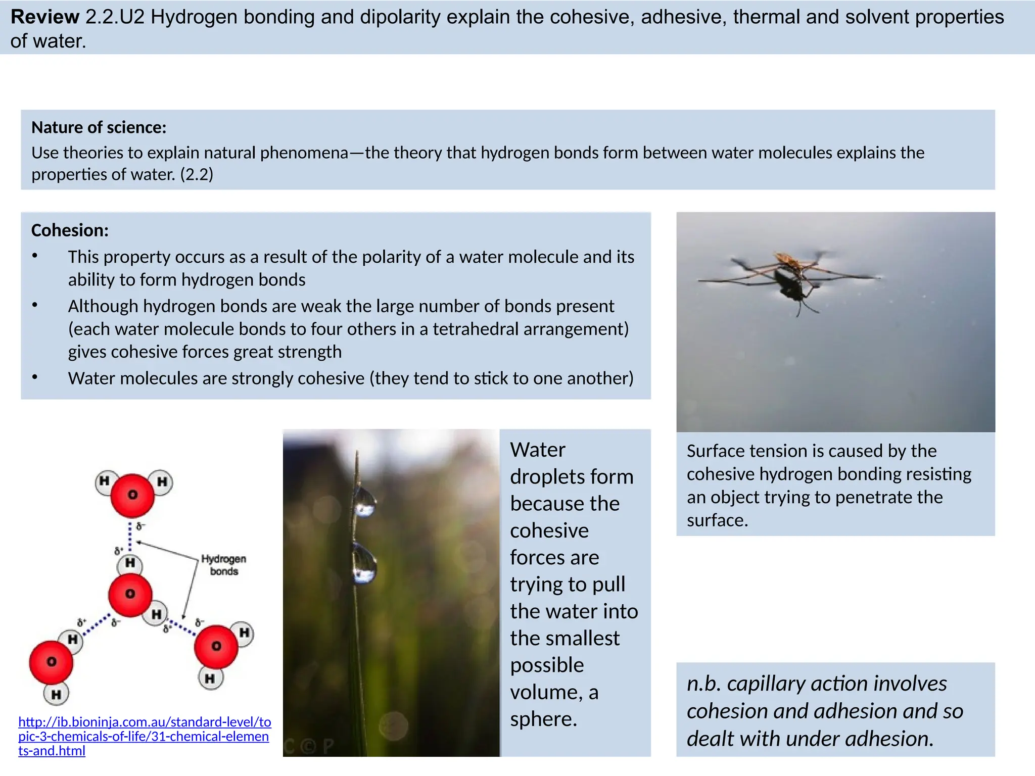 9.1 Transport in the xylem of plants AHL.pptx