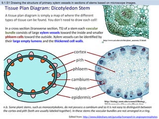 9.1 Transport in the xylem of plants AHL.pptx