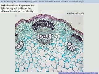 9.1 Transport in the xylem of plants AHL.pptx
