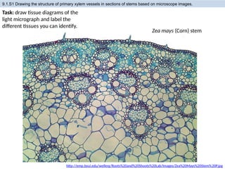9.1 Transport in the xylem of plants AHL.pptx