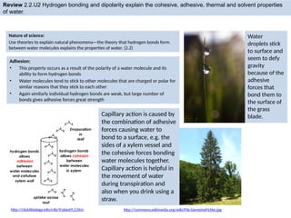 9.1 Transport in the xylem of plants AHL.pptx