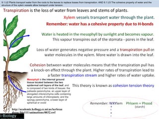 9.1 Transport in the xylem of plants AHL.pptx