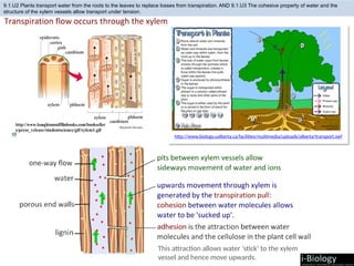 9.1 Transport in the xylem of plants AHL.pptx