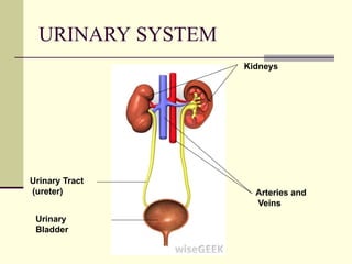 9. Urinary system or Renal System parts & its function | PPT