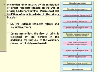 9. Urinary system or Renal System parts & its function | PPT