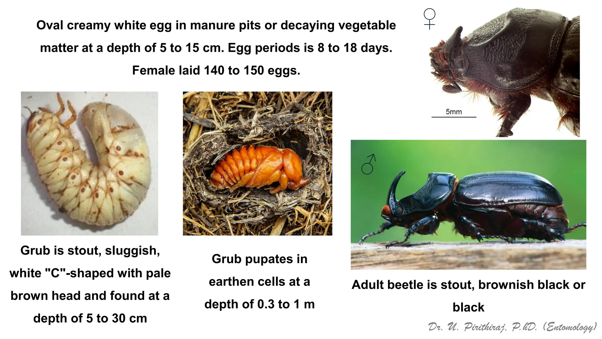 Pests of Coconut_Identification_IPM_Dr.UPR.pdf