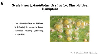 Pests of Coconut_Identification_IPM_Dr.UPR.pdf