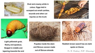 Pests of Coconut_Identification_IPM_Dr.UPR.pdf
