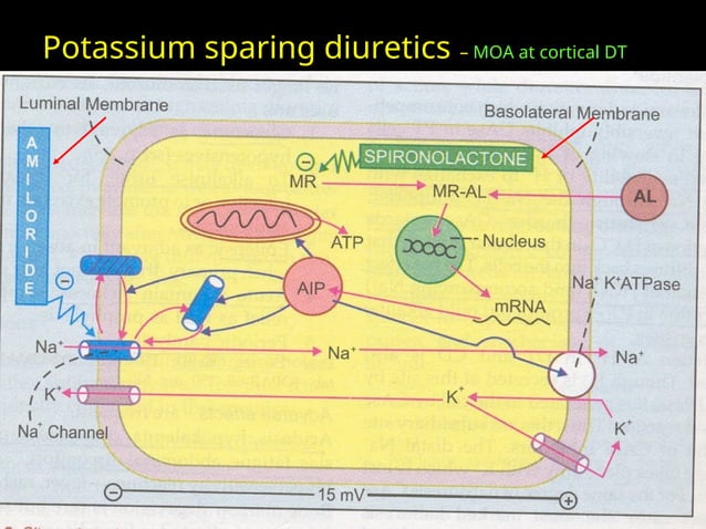 9.7. Pharmacology of Potassium sparing Diuretics -dec2015.ppt