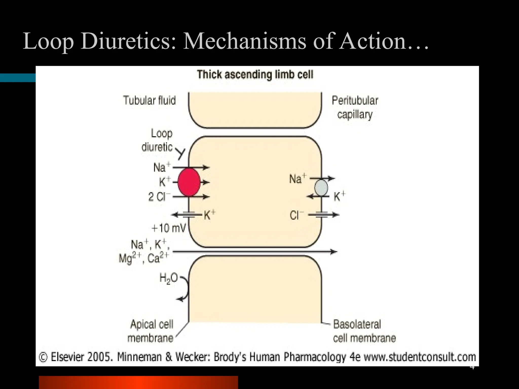 9.6. Pharmacology of Loop Diuretics -dec2015.ppt