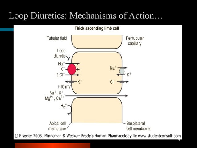 9.6. Pharmacology of Loop Diuretics -dec2015.ppt