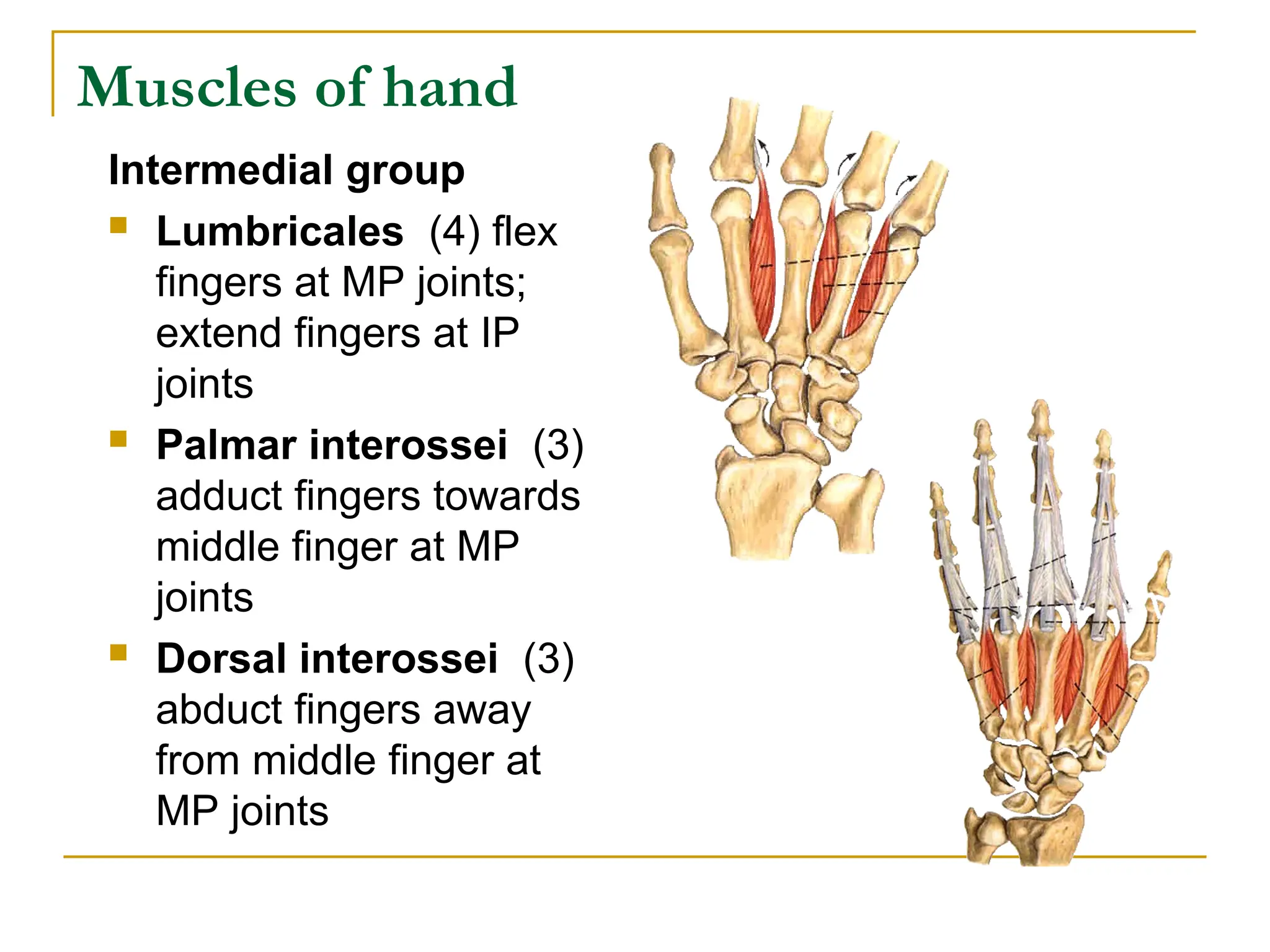 Anatomy of the upper limb muscles. .ppt