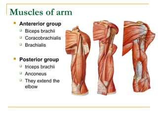 Anatomy of the upper limb muscles. .ppt