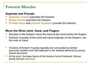 Anatomy of the upper limb muscles. .ppt