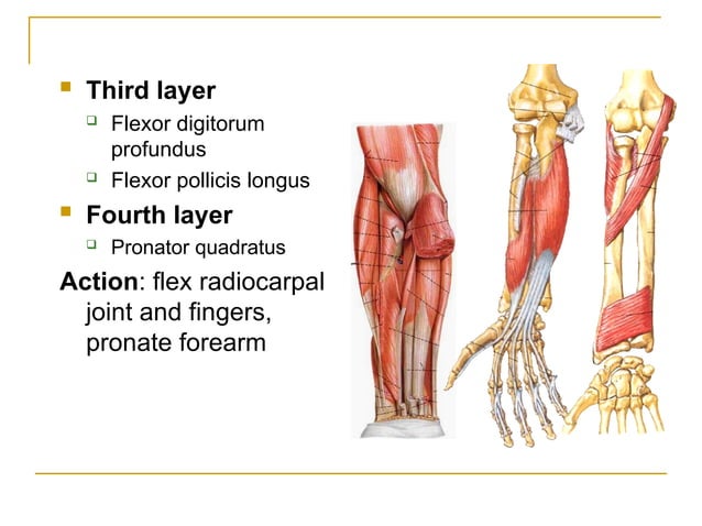 Anatomy of the upper limb muscles. .ppt