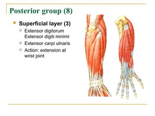 Anatomy of the upper limb muscles. .ppt