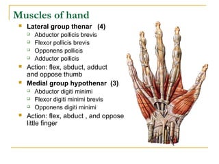 Anatomy of the upper limb muscles. .ppt