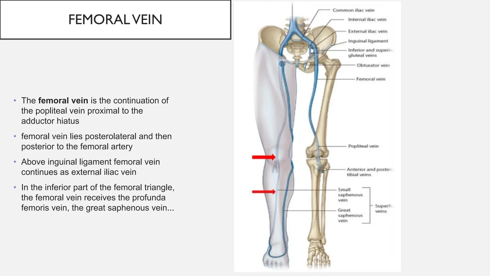 9. Femoral triangle, Gluteal and posterior thigh regions; Popliteal ...