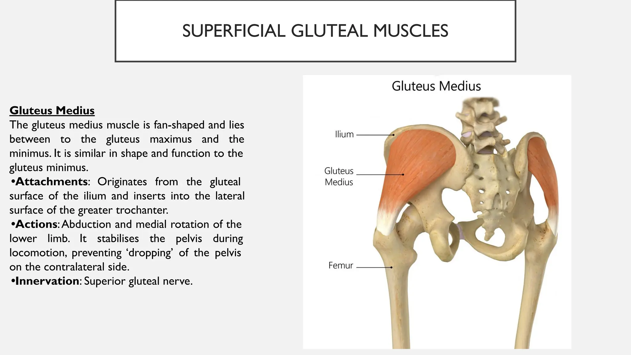 9. Femoral triangle, Gluteal and posterior thigh regions; Popliteal ...