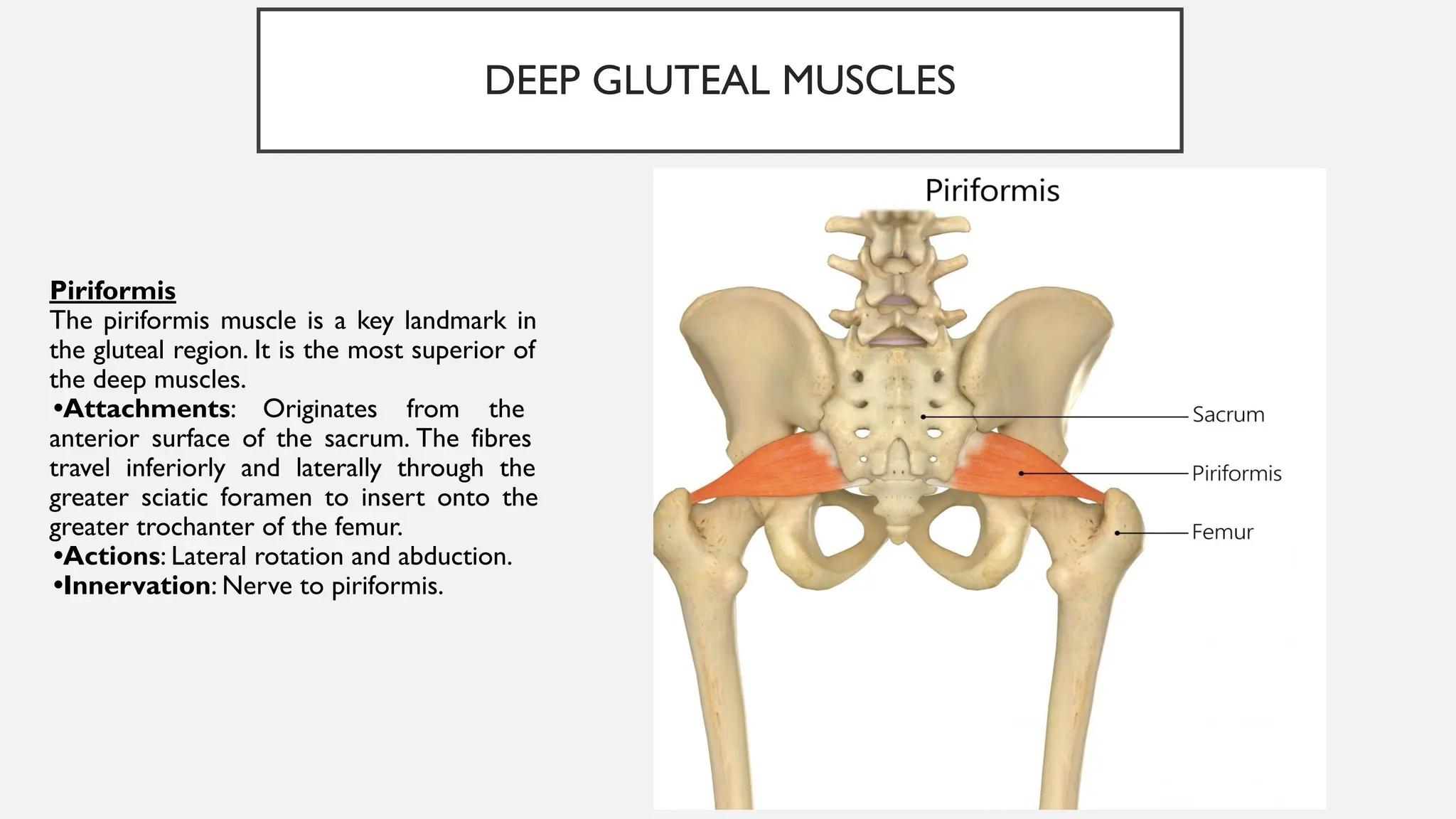 9. Femoral triangle, Gluteal and posterior thigh regions; Popliteal ...