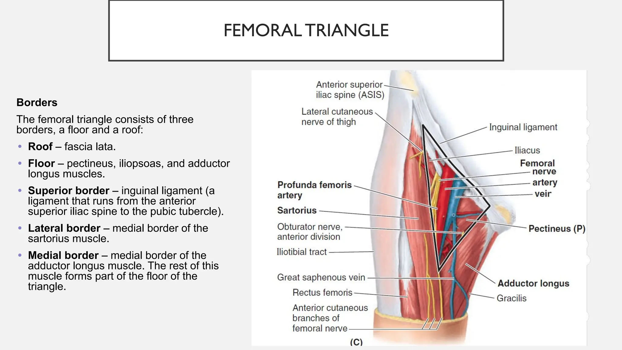 9. Femoral triangle, Gluteal and posterior thigh regions; Popliteal ...