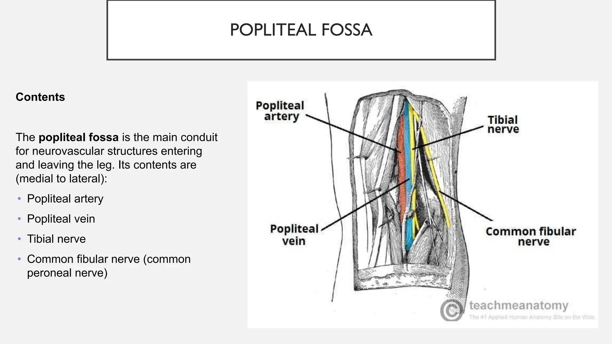 9. Femoral triangle, Gluteal and posterior thigh regions; Popliteal ...