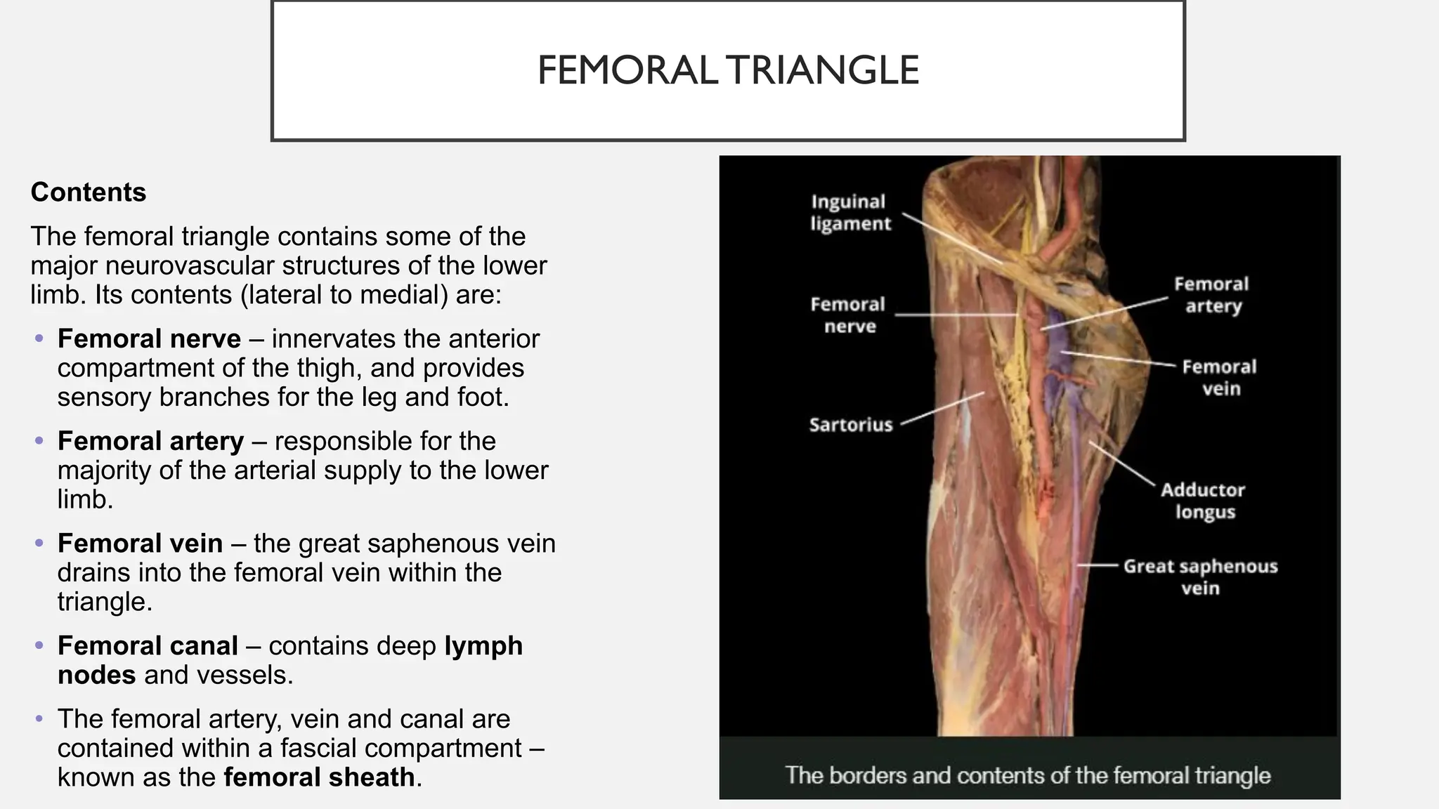 9. Femoral triangle, Gluteal and posterior thigh regions; Popliteal ...