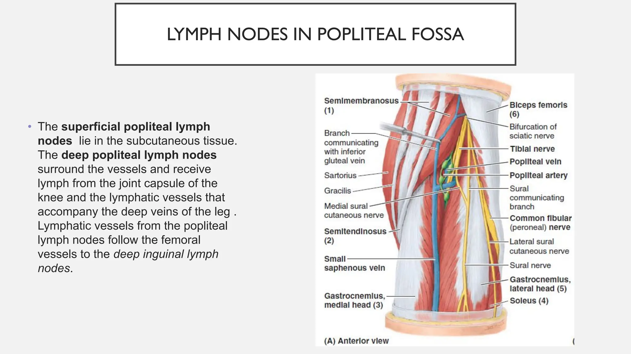 9. Femoral triangle, Gluteal and posterior thigh regions; Popliteal ...