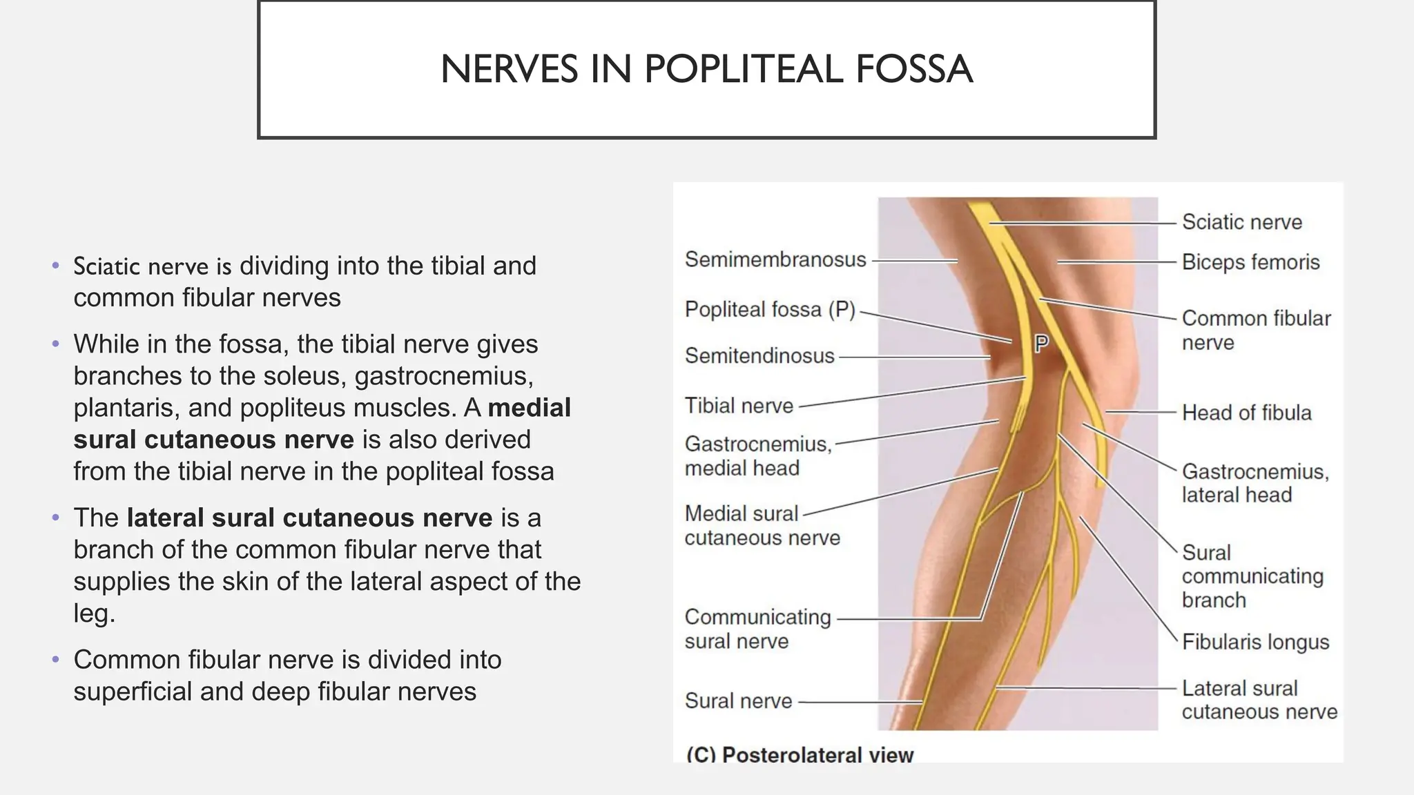 9. Femoral triangle, Gluteal and posterior thigh regions; Popliteal ...