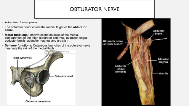 9. Femoral triangle, Gluteal and posterior thigh regions; Popliteal ...
