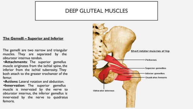 9. Femoral triangle, Gluteal and posterior thigh regions; Popliteal ...