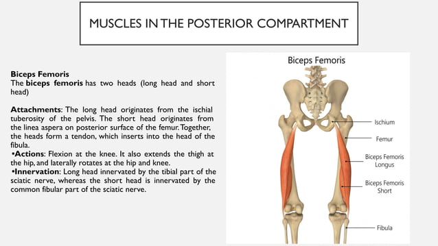 9. Femoral triangle, Gluteal and posterior thigh regions; Popliteal ...