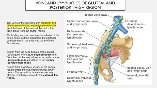 9. Femoral triangle, Gluteal and posterior thigh regions; Popliteal ...