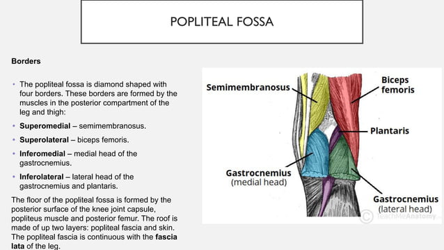 9. Femoral triangle, Gluteal and posterior thigh regions; Popliteal ...