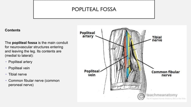 9. Femoral triangle, Gluteal and posterior thigh regions; Popliteal ...