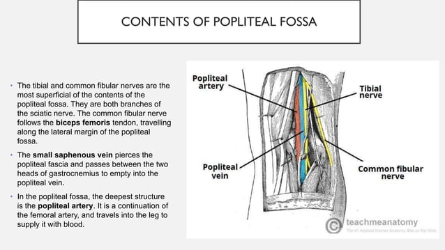 9. Femoral triangle, Gluteal and posterior thigh regions; Popliteal ...