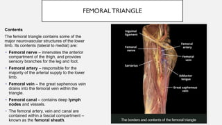 9. Femoral triangle, Gluteal and posterior thigh regions; Popliteal ...