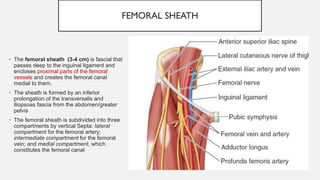 9. Femoral triangle, Gluteal and posterior thigh regions; Popliteal ...