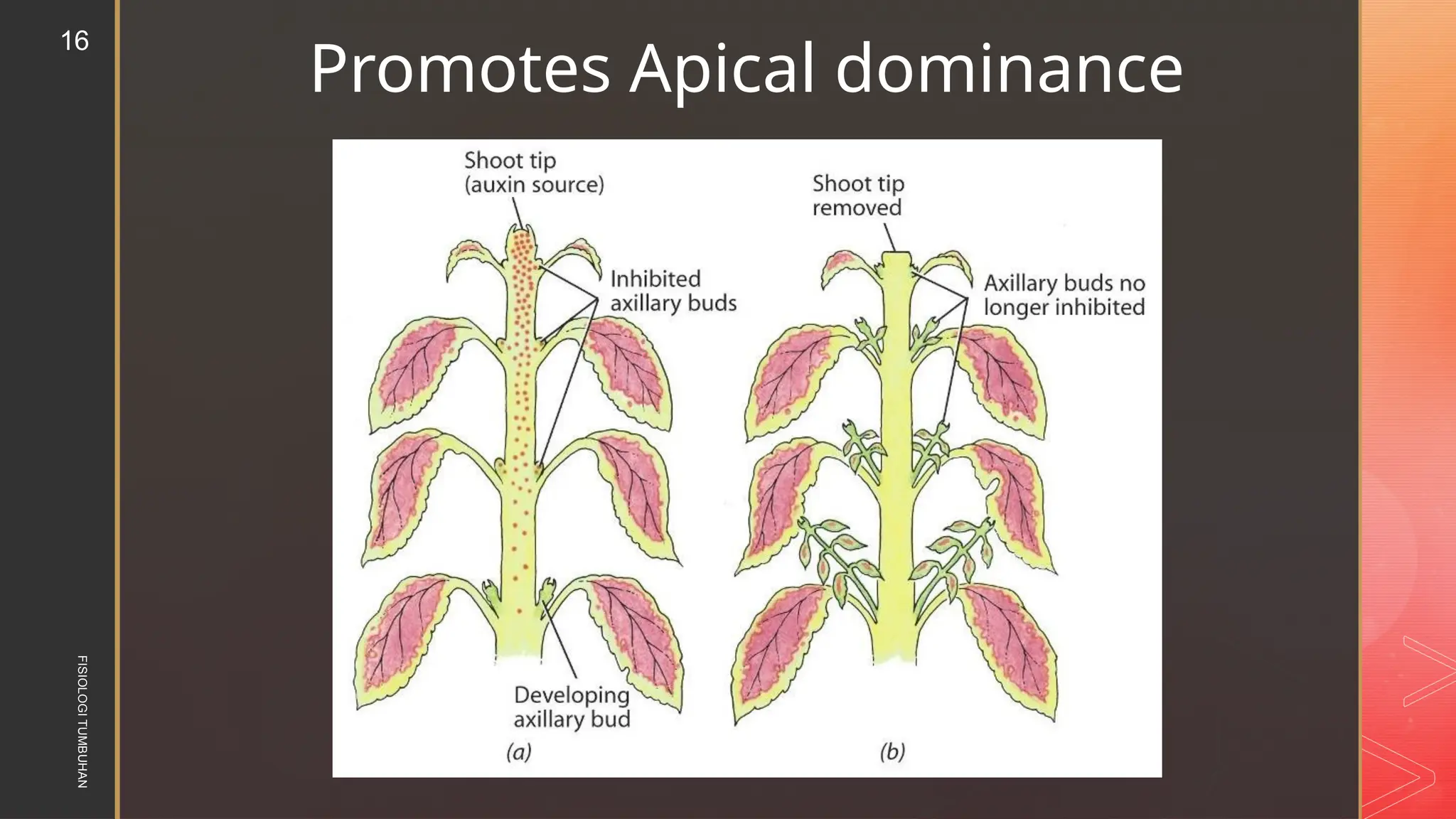 PERTEMUAN KE-9 FISIOLOGI TUMBUHAN. MATERI FITOHORMON.pptx