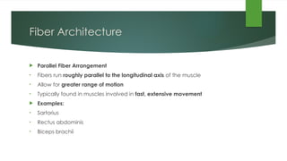 9.Biomechanics of Skeletal Muscles Final.pptx